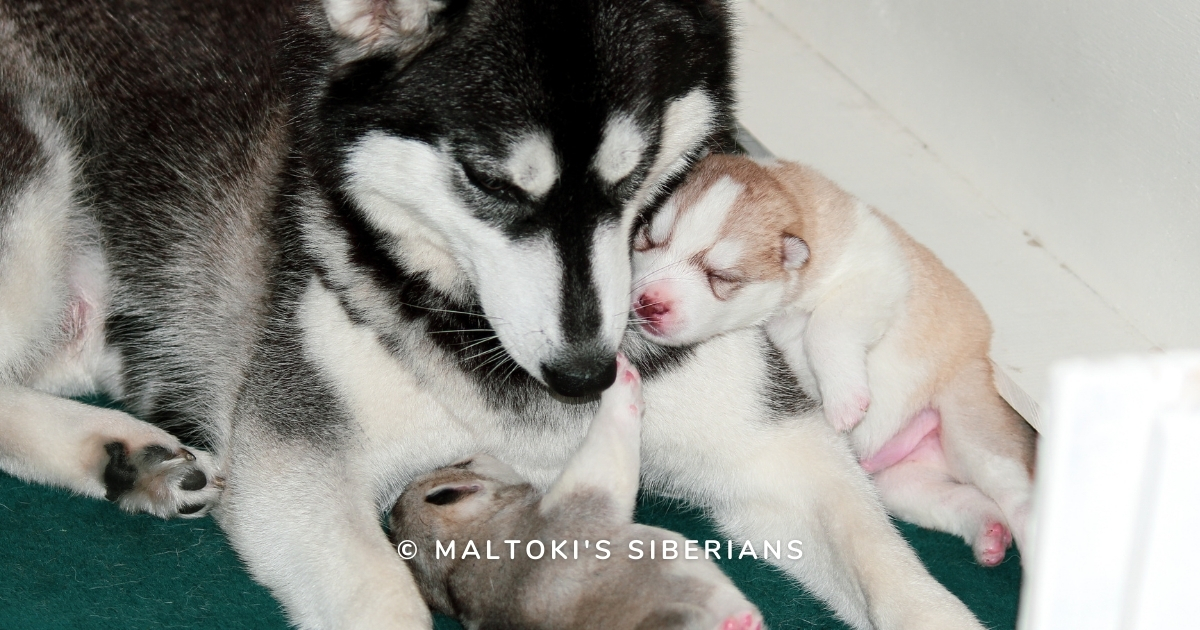 Como escolher um canil de Husky Siberiano? – Maltoki's Siberians